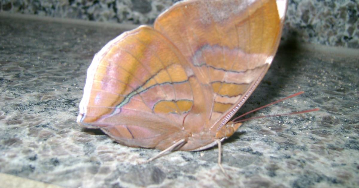 mariposa-folha #71112 - Biofaces - Bring Nature Closer