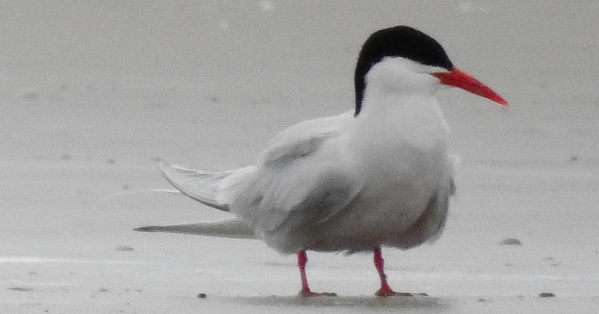 Trinta-réis-de-bico-vermelho #71474 - Biofaces - Bring Nature Closer