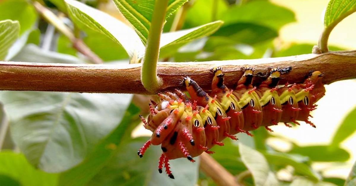 Lagarta #71494 - Biofaces - Bring Nature Closer