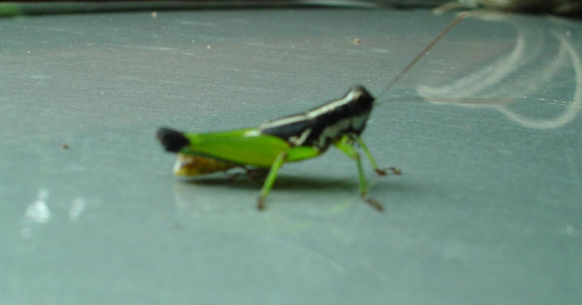 grilo-verde #71953 - Biofaces - Bring Nature Closer