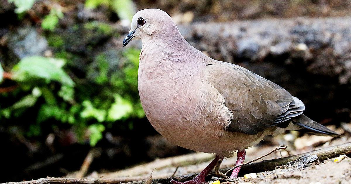 JURUTI #72217 - Biofaces - Bring Nature Closer