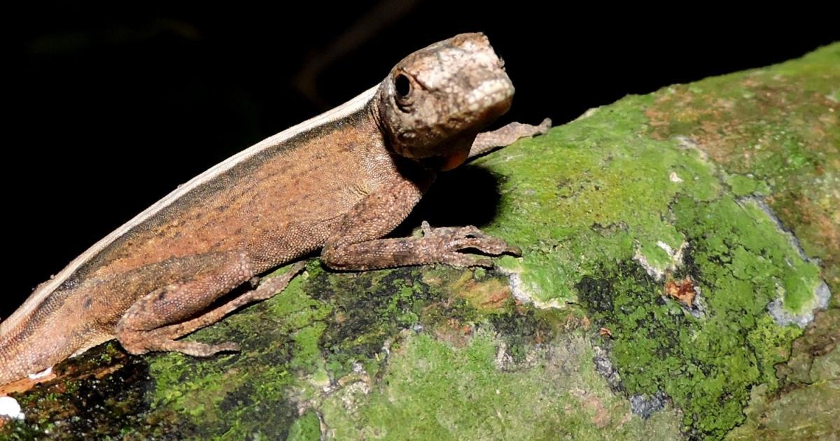 Norops #73154 - Biofaces - Bring Nature Closer