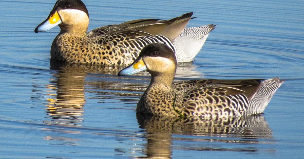 Anas #73279 - Biofaces - Bring Nature Closer