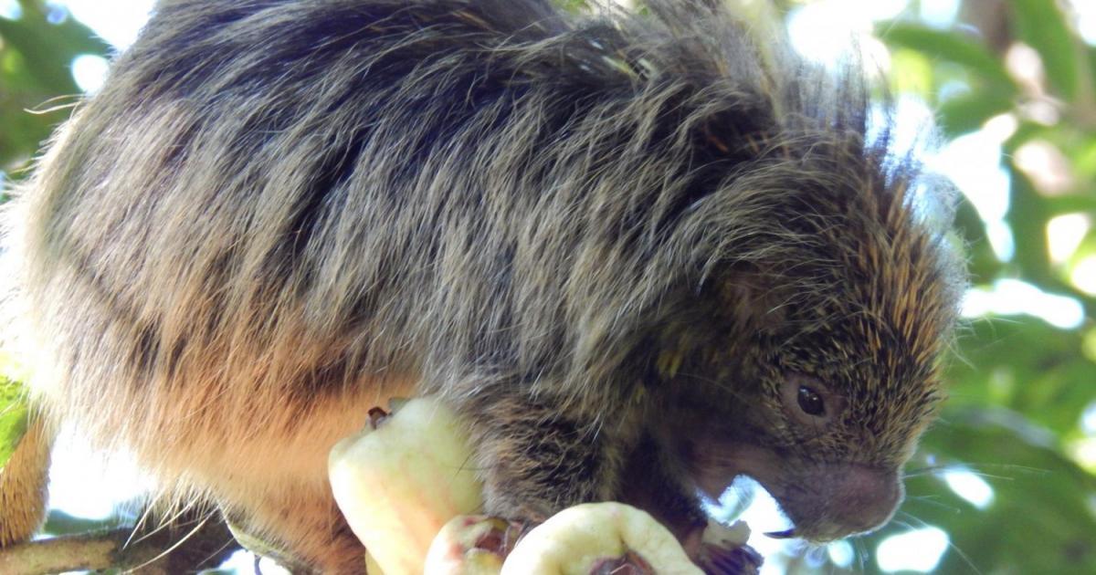 Ouriço-cacheiro #73740 - Biofaces - Bring Nature Closer