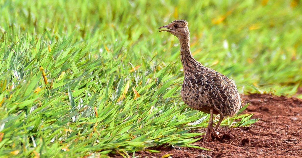 Codorna-amarela #73913 - Biofaces - Bring Nature Closer