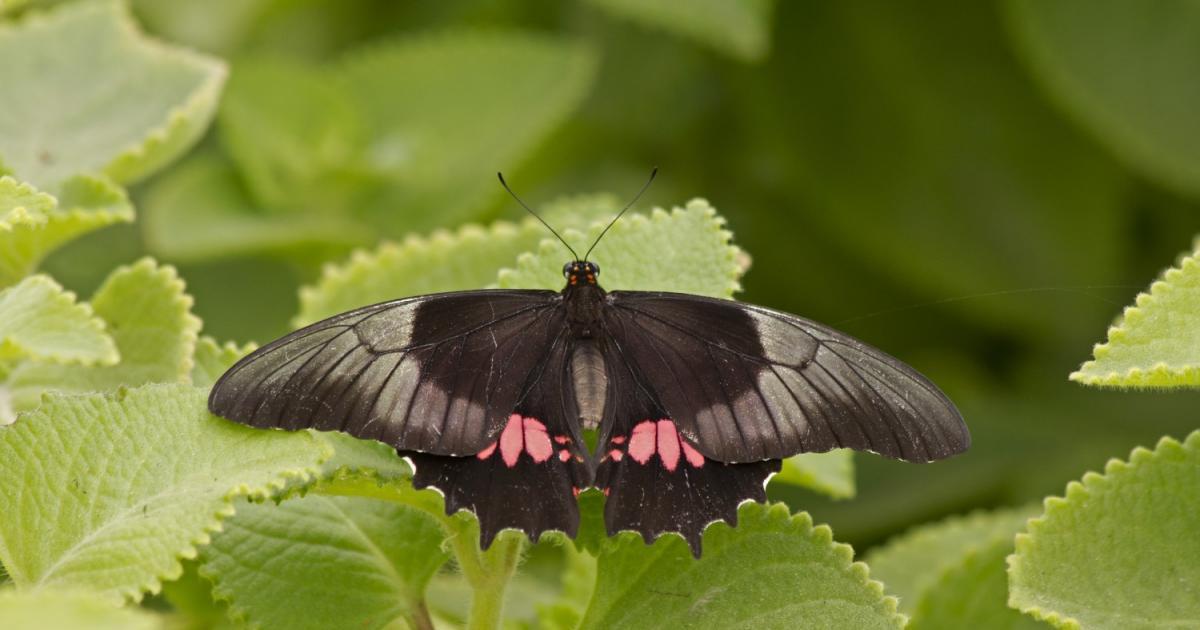 Heraclides #74178 - Biofaces - Bring Nature Closer