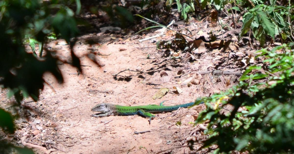 Calango-verde #74323 - Biofaces - Bring Nature Closer