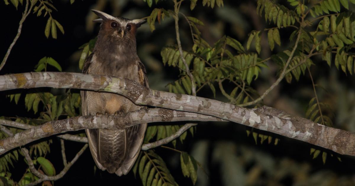 Coruja-de-crista #74414 - Biofaces - Bring Nature Closer