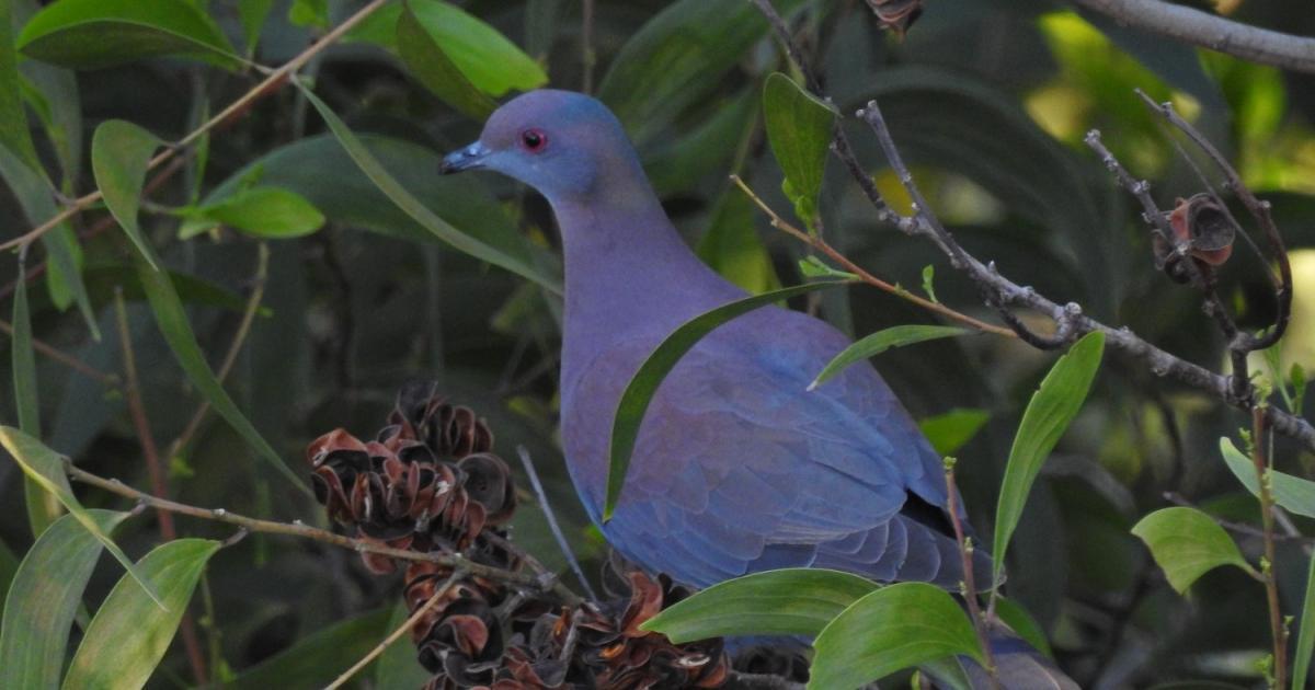 Pomba #74496 - Biofaces - Bring Nature Closer