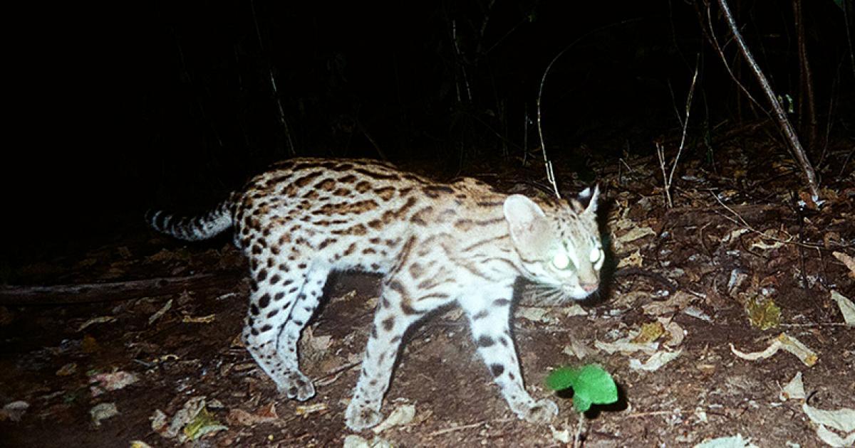 Gato-pintado / gato-macambira / gato-do-mato , estudos na Caatinga ...
