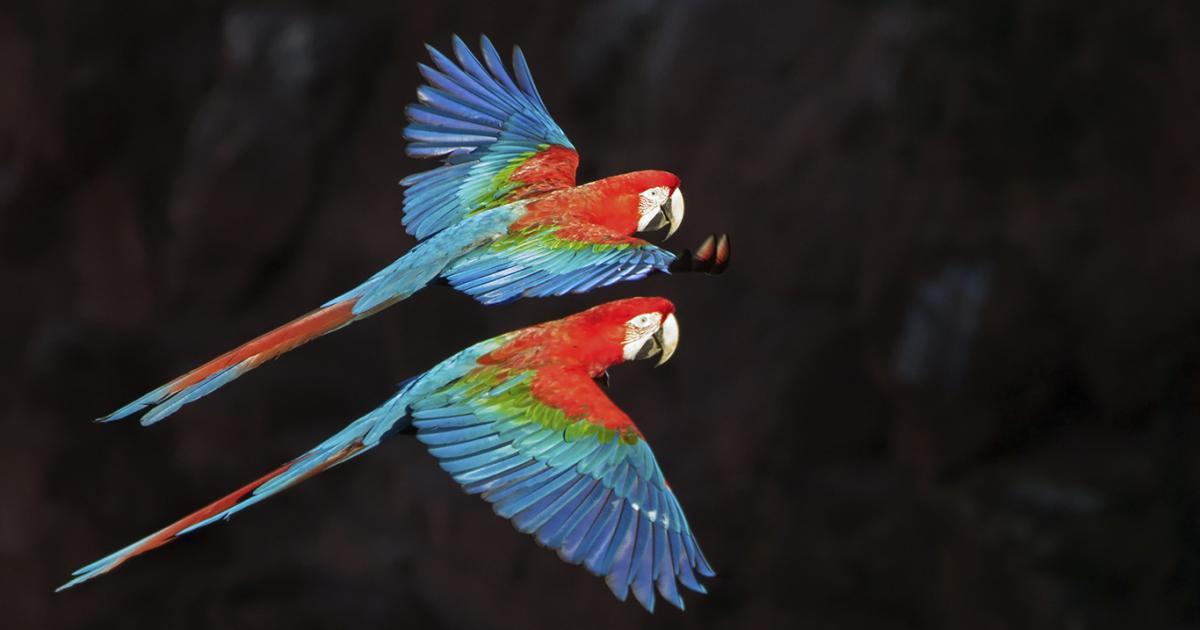 Arara #75348 - Biofaces - Bring Nature Closer