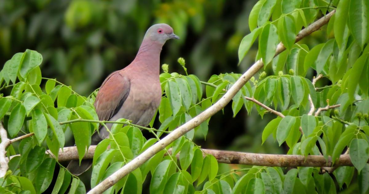 Pomba-galega #75477 - Biofaces - Bring Nature Closer