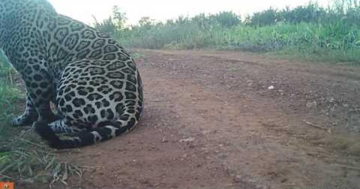 Onça #75740 - Biofaces - Bring Nature Closer