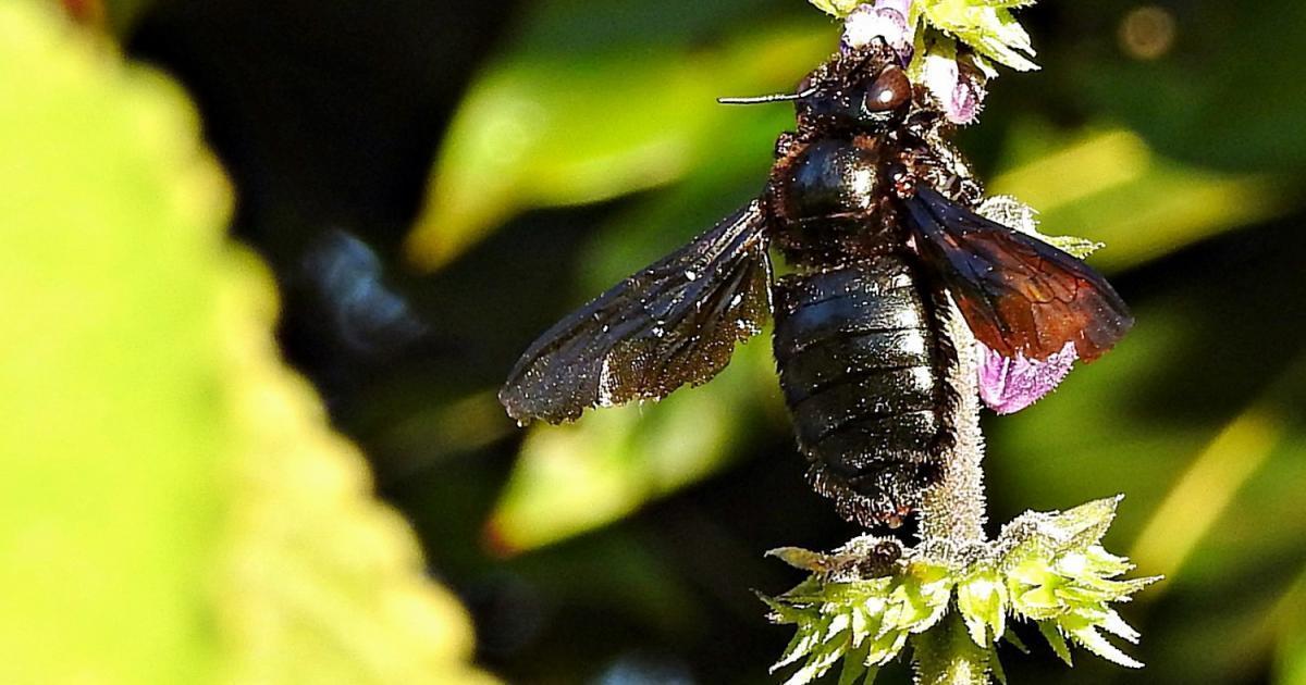 MAMANGAVA #76060 - Biofaces - Bring Nature Closer