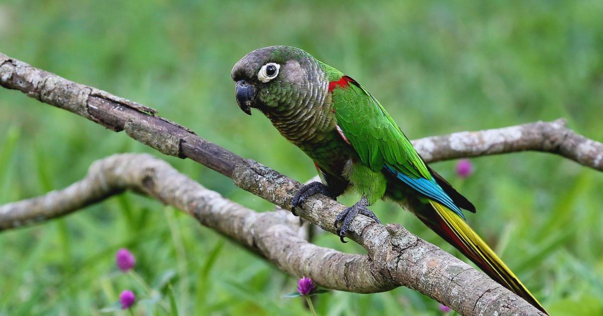 TIRIBA #76234 - Biofaces - Bring Nature Closer