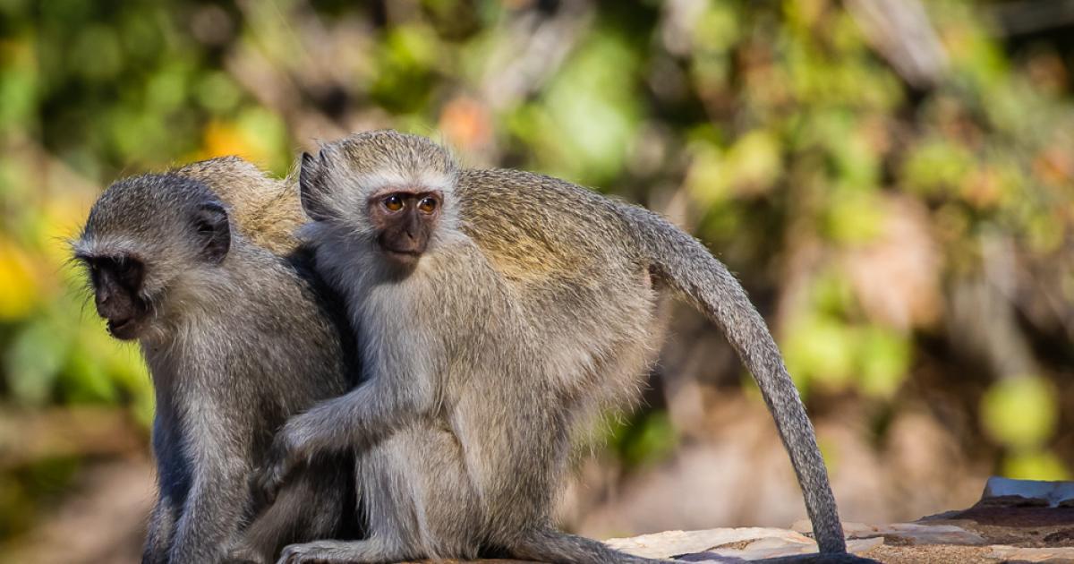 Macaco-vervet #76445 - Biofaces - Bring Nature Closer