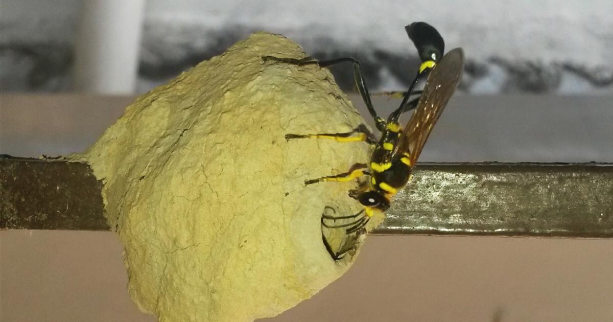 Sceliphron #76756 - Biofaces - Bring Nature Closer