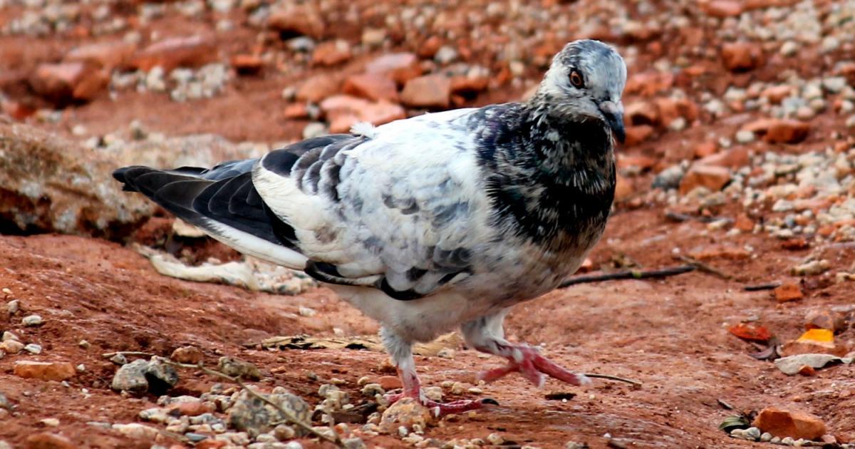 POMBO #76805 - Biofaces - Bring Nature Closer