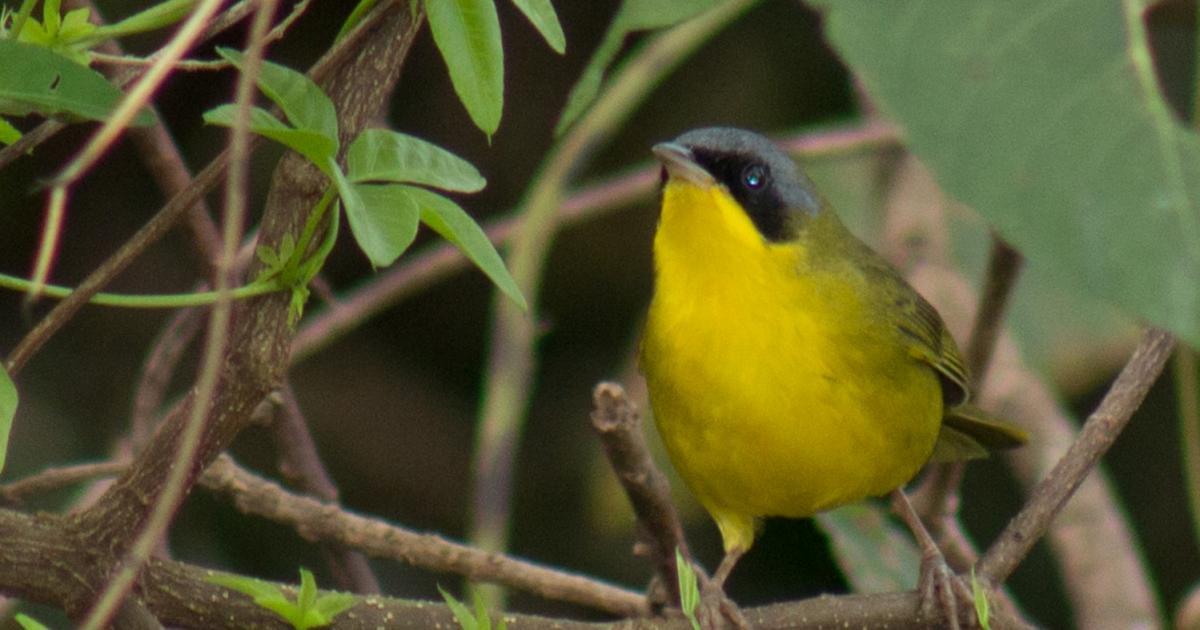 Pia-cobra #76887 - Biofaces - Bring Nature Closer