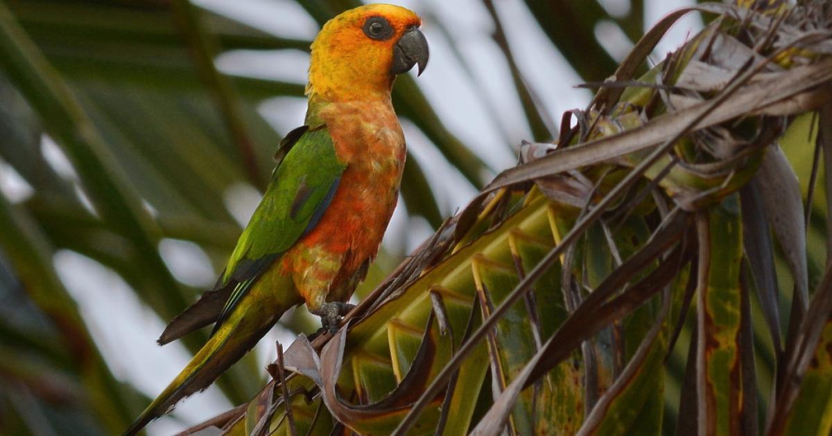 Jandaia-verdadeira #76893 - Biofaces - Bring Nature Closer