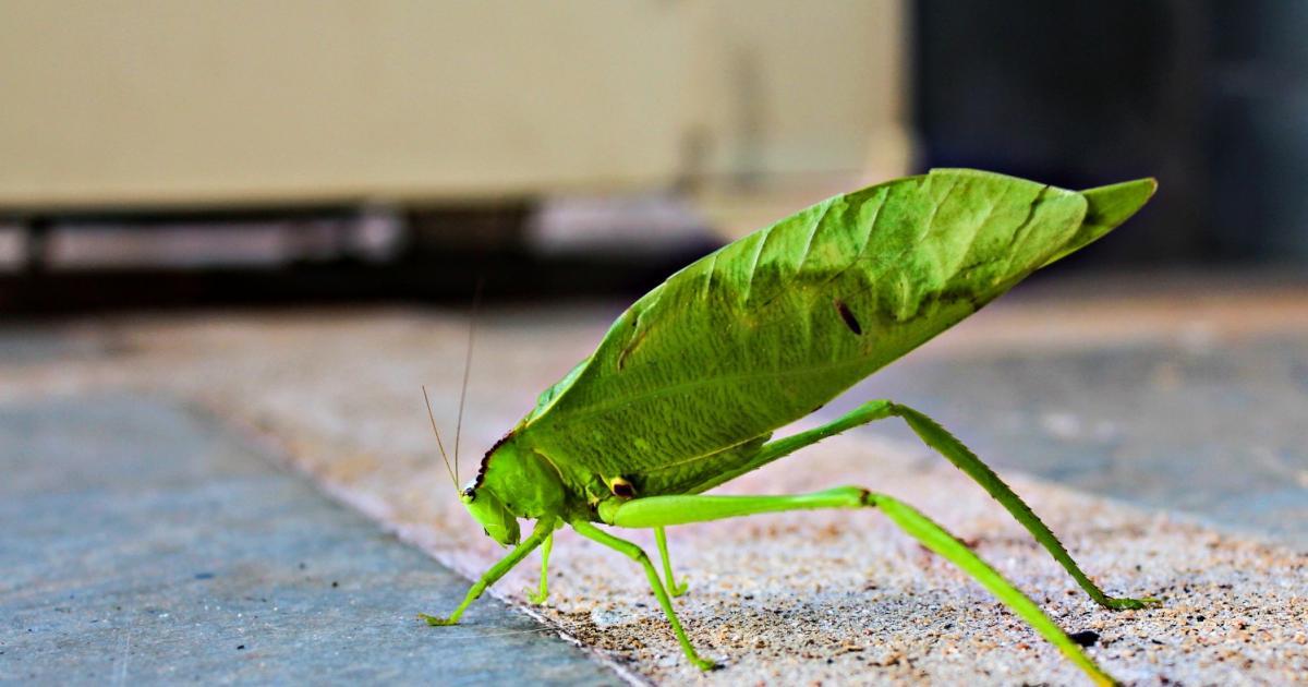 Bicho-folha #77137 - Biofaces - Bring Nature Closer