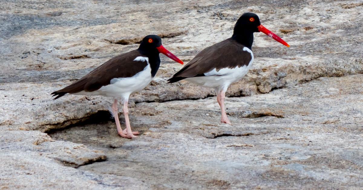 Piru-piru #77216 - Biofaces - Bring Nature Closer