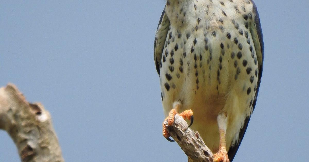 Falco #77565 - Biofaces - Bring Nature Closer