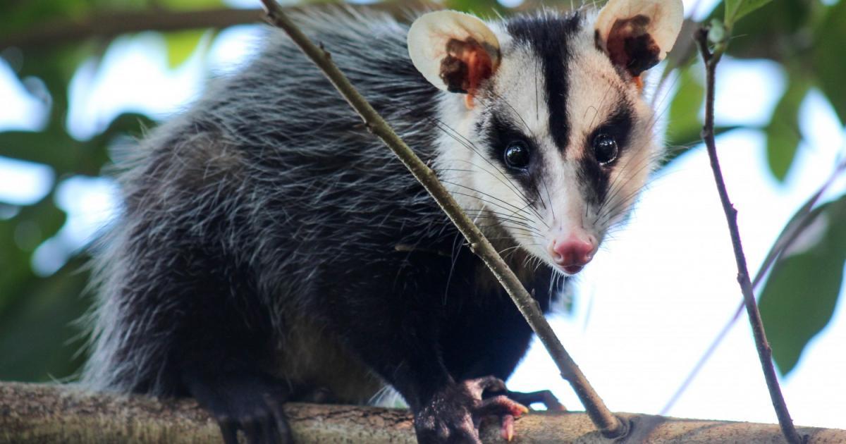 Gambá #77633 - Biofaces - Bring Nature Closer