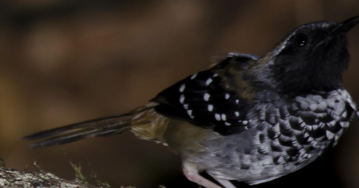 Papa-formiga-da-grota #78533 - Biofaces - Bring Nature Closer