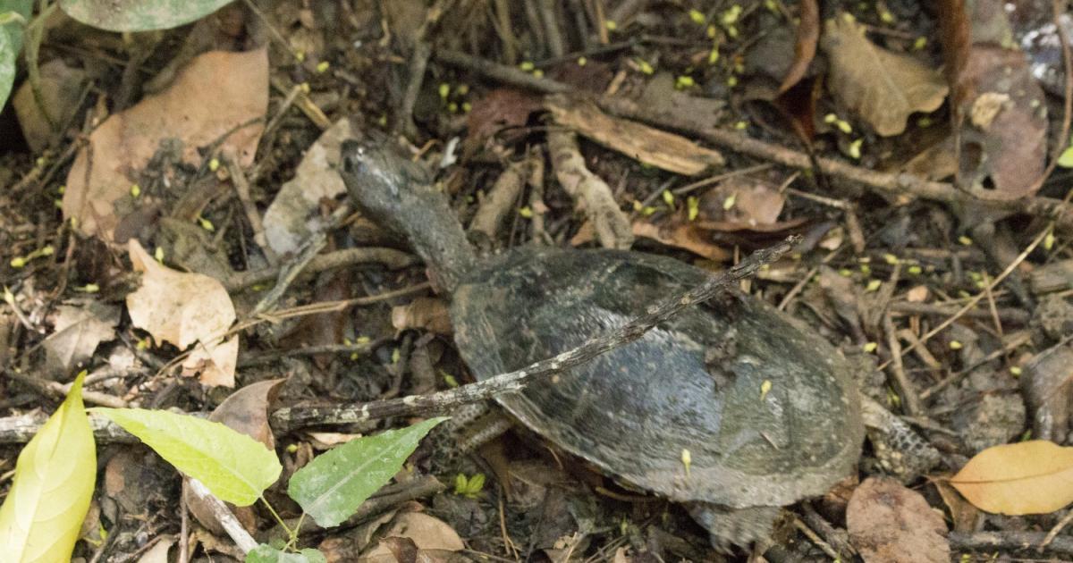 Acanthochelys #78615 - Biofaces - Bring Nature Closer