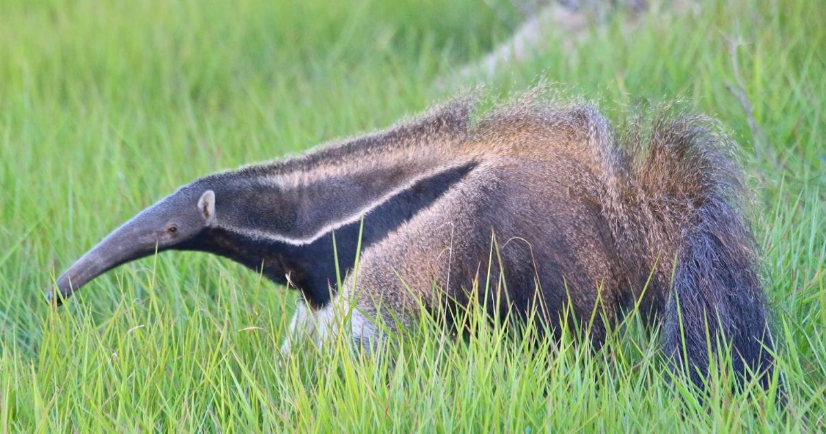 Tamanduá-bandeira #78697 - Biofaces - Bring Nature Closer