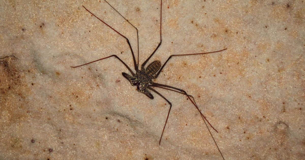 Amblipígio #78951 - Biofaces - Bring Nature Closer