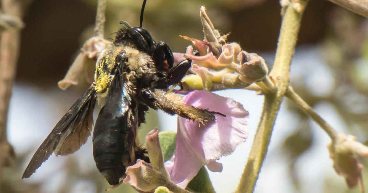 Mamangava #79222 - Biofaces - Bring Nature Closer