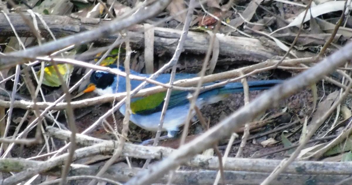 Tico-tico #79544 - Biofaces - Bring Nature Closer