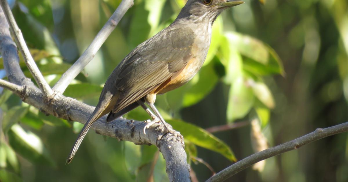 Sabiá-Laranjeira #79570 - Biofaces - Bring Nature Closer