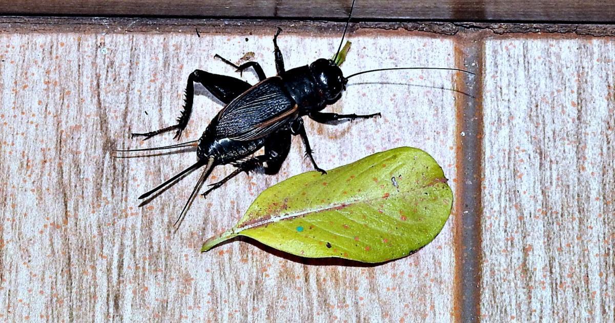 GRYLLUS #79625 - Biofaces - Bring Nature Closer