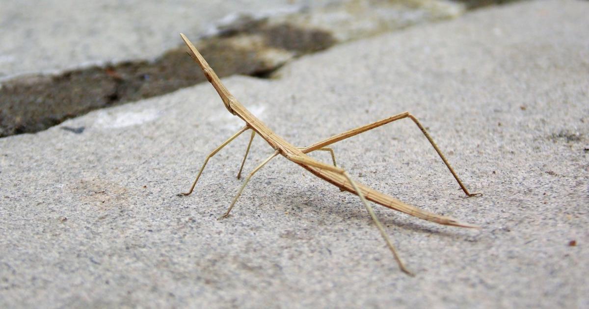 Ctenomorpha #80009 - Biofaces - Bring Nature Closer