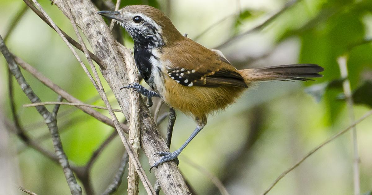 Papa-formiga-vermelho #80278 - Biofaces - Bring Nature Closer