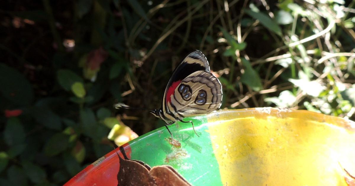 Paulogramma #80515 - Biofaces - Bring Nature Closer