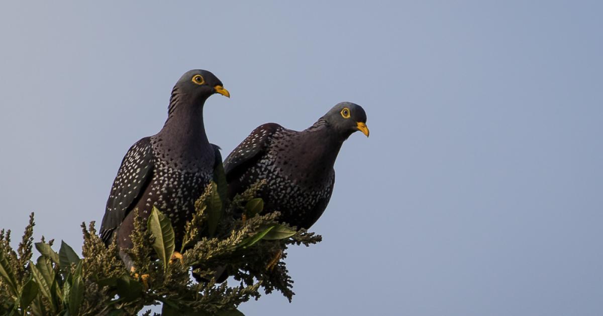 Pombo-de-olho-amarelo #80736 - Biofaces - Bring Nature Closer