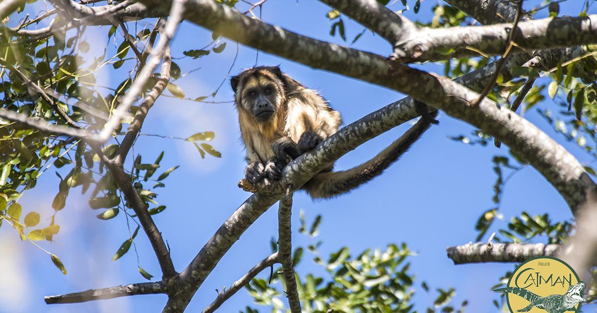 Bugio-preto #81111 - Biofaces - Bring Nature Closer