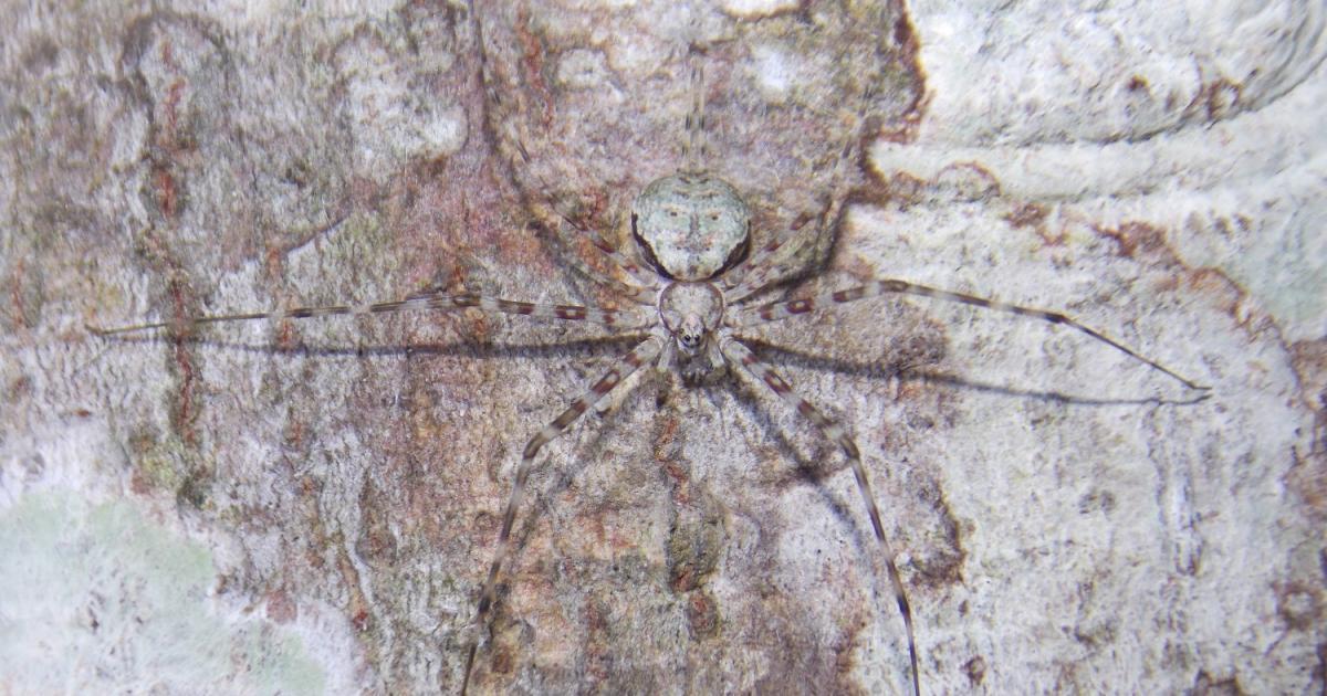 Neotama #81316 - Biofaces - Bring Nature Closer