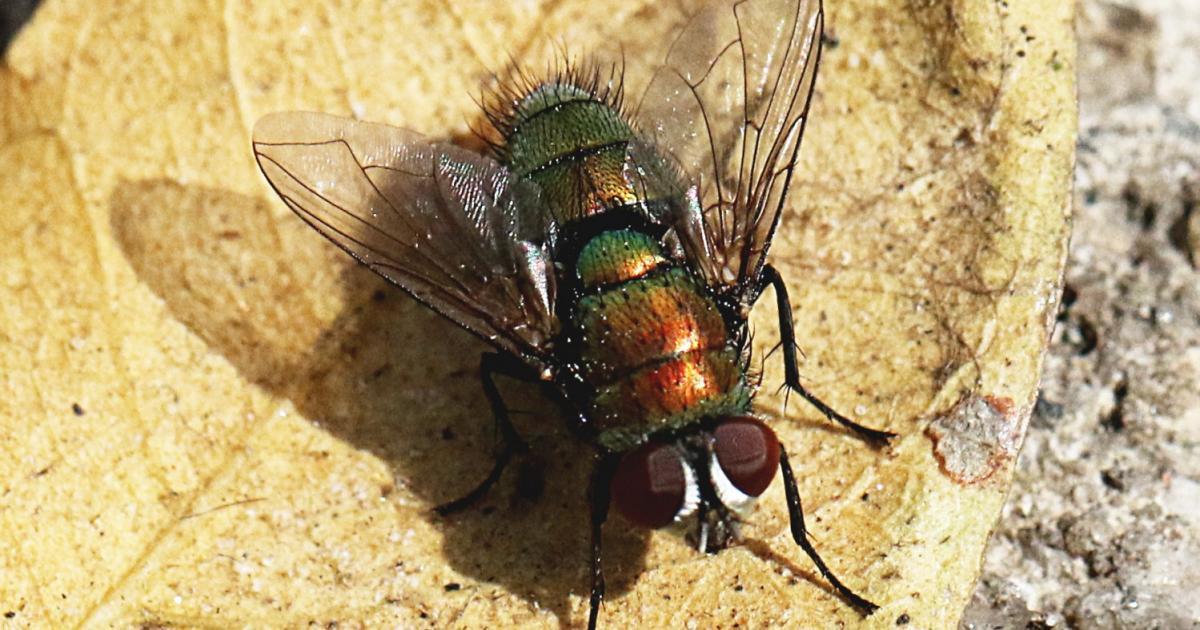 MOSCA #81352 - Biofaces - Bring Nature Closer