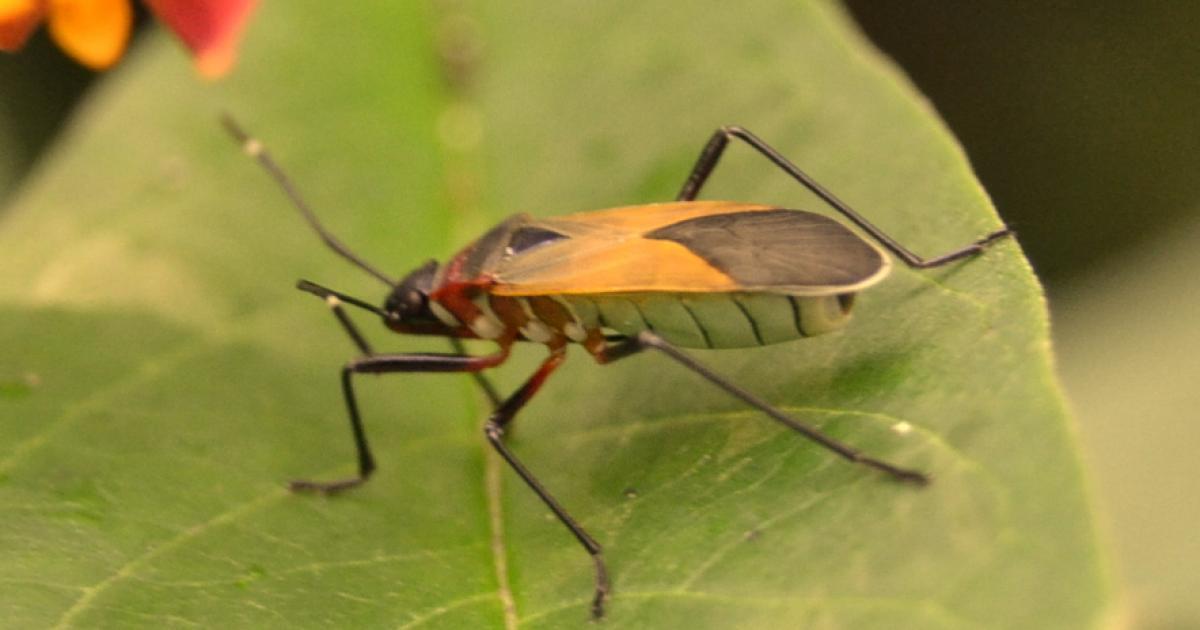 Percevejo #81397 - Biofaces - Bring Nature Closer