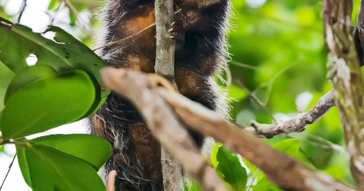 Gambá-de-orelha-preta #81575 - Biofaces - Bring Nature Closer