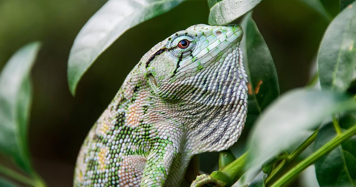 Lagarto #81582 - Biofaces - Bring Nature Closer