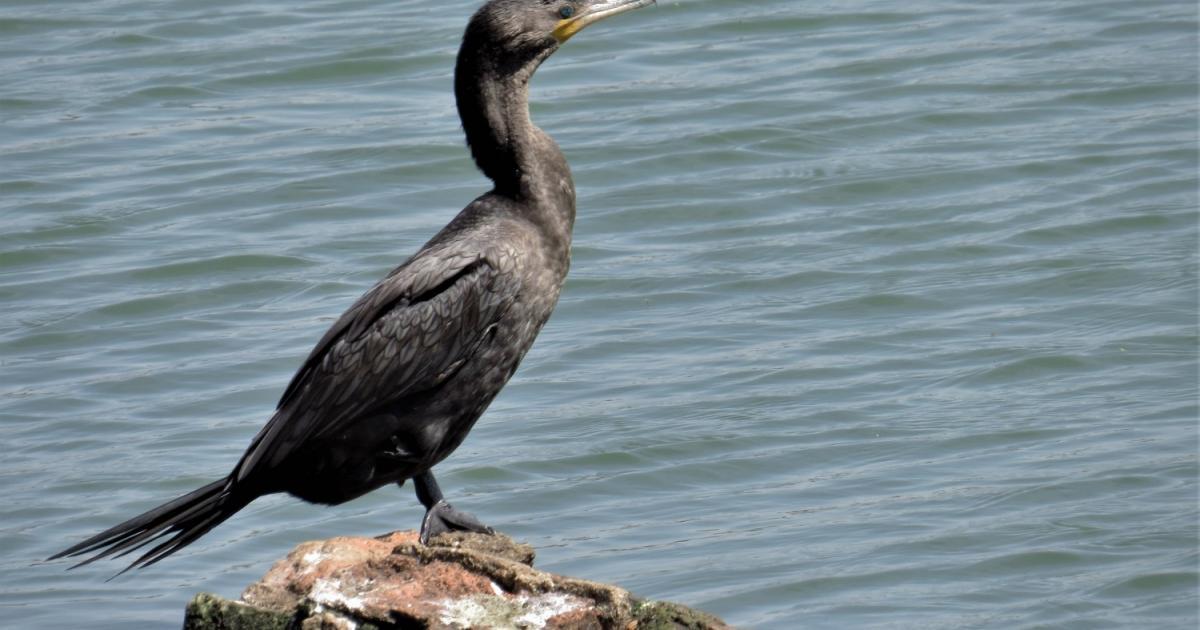 biguá #81649 - Biofaces - Bring Nature Closer