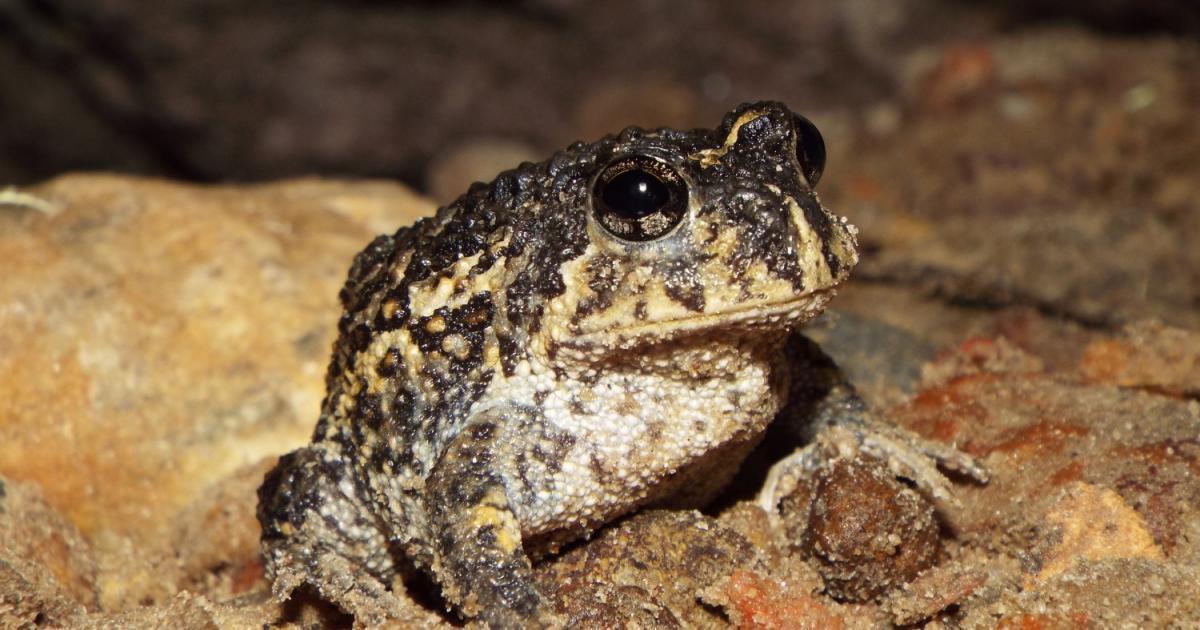 Sapo #81829 - Biofaces - Bring Nature Closer