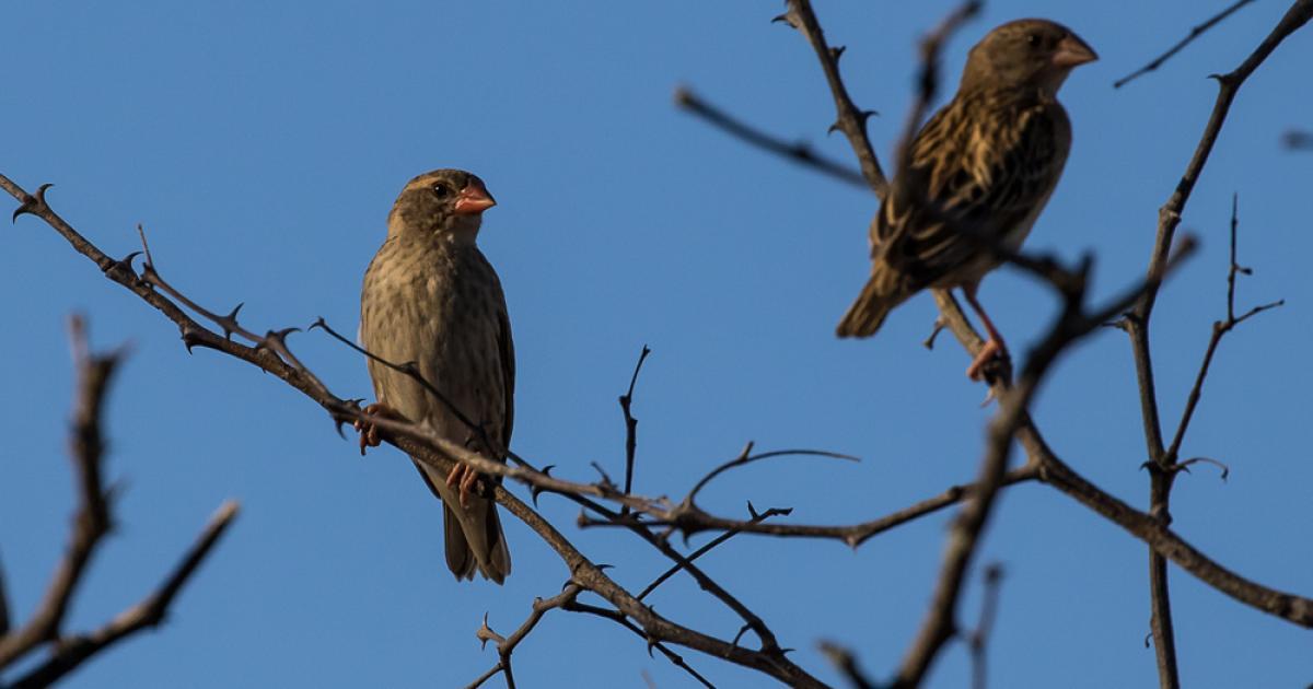 Tecelão-de-bico-vermelho #82215 - Biofaces - Bring Nature Closer