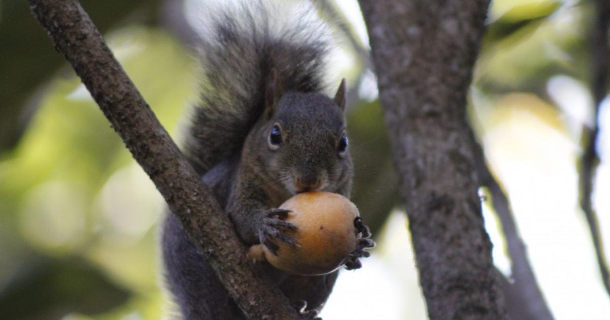 Esquilo #82522 - Biofaces - Bring Nature Closer